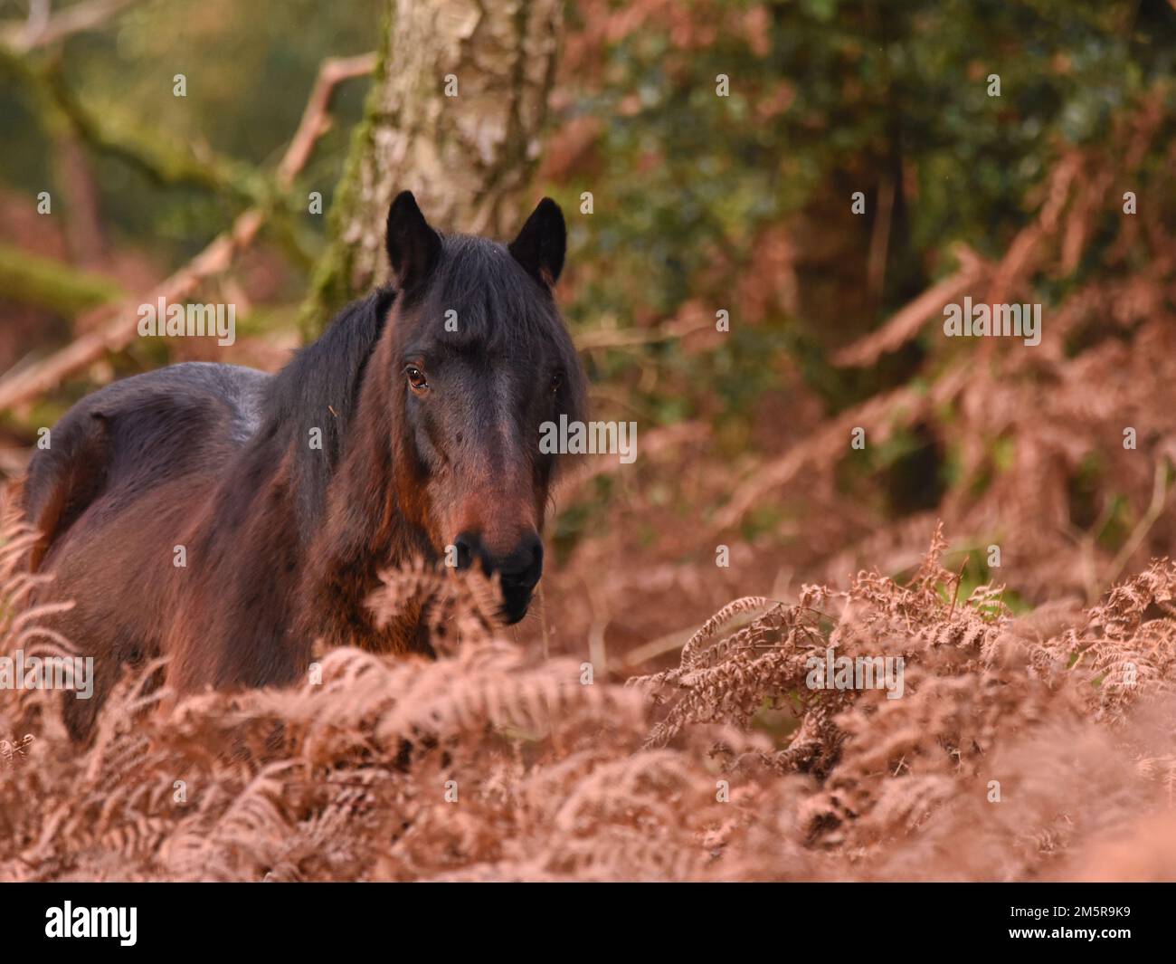 A selective focus of a brown horse Stock Photo - Alamy
