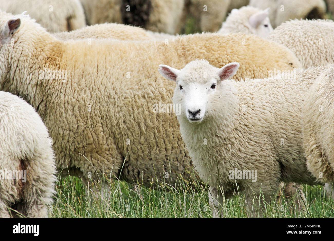 Beauty farm sheep hi-res stock photography and images - Alamy