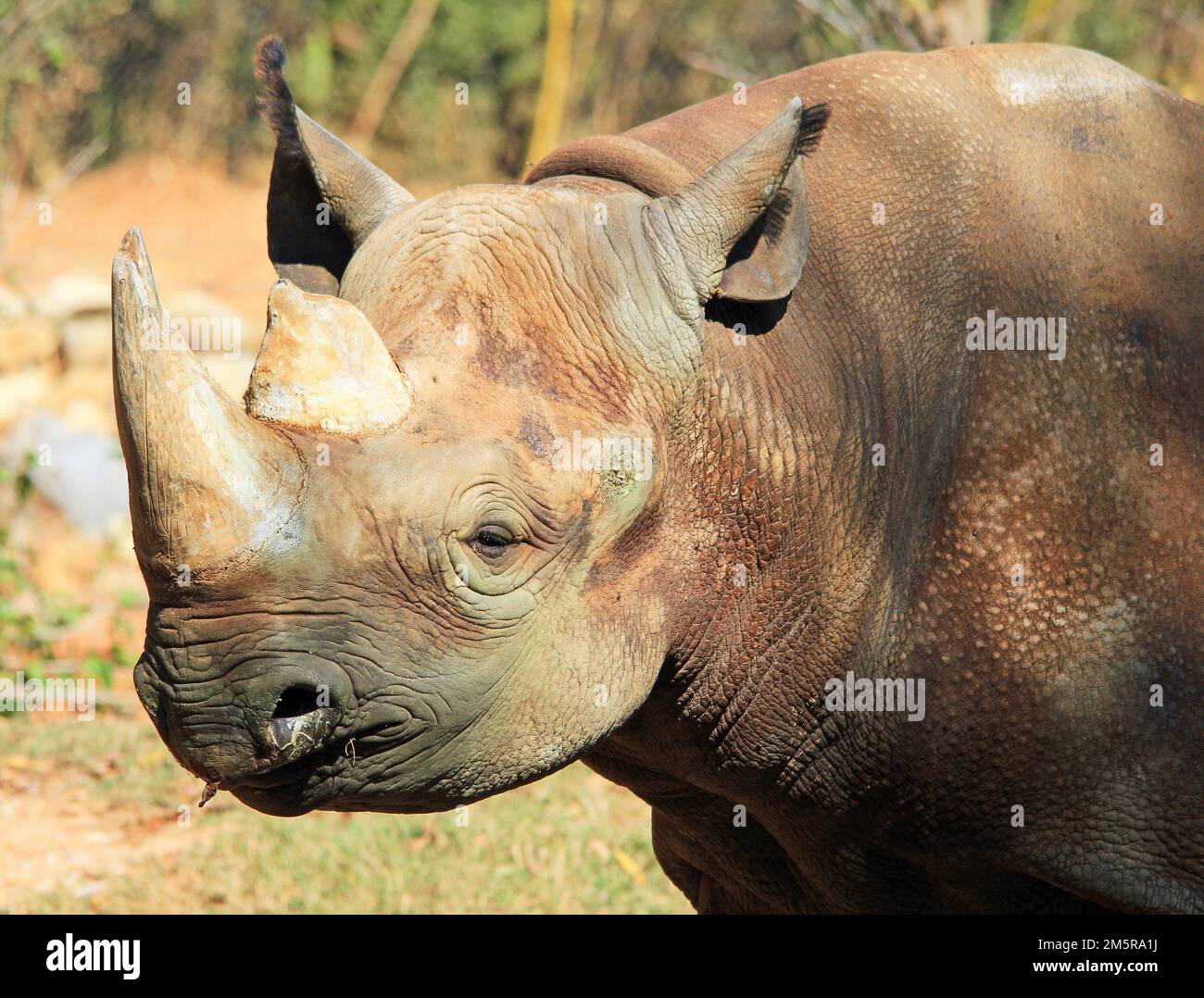 Rhino portrait hi-res stock photography and images - Alamy