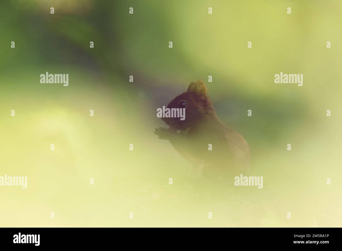A brown squirrel in blurred background Stock Photo - Alamy