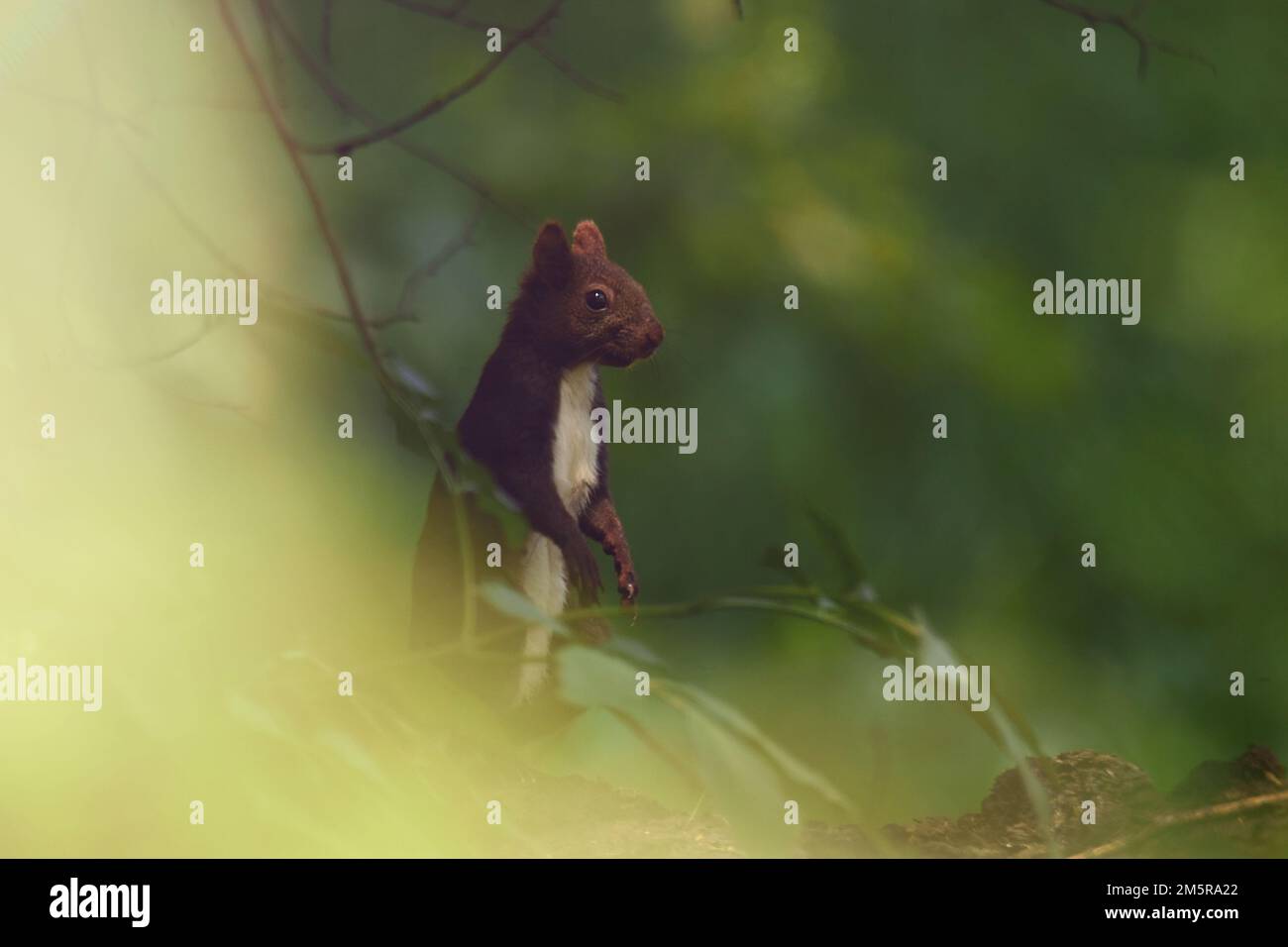 A brown squirrel behind branches Stock Photo - Alamy