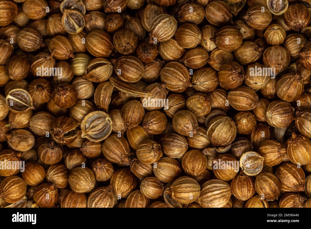 Coriander macro close up shot Stock Photo - Alamy
