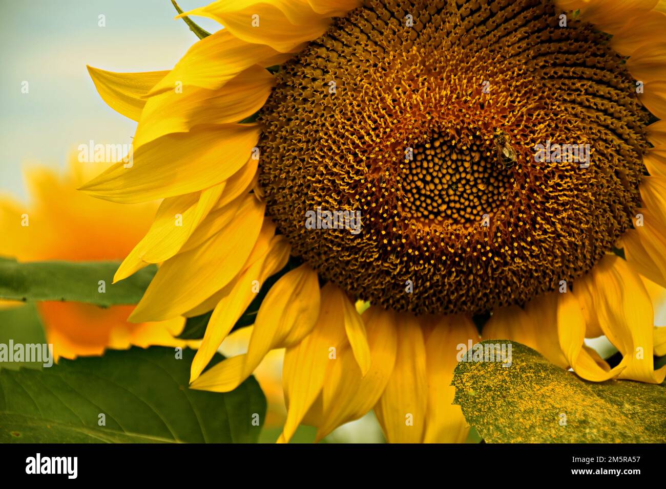 A closeup shot of a common sunflower (Helianthus annuus) in a field ...