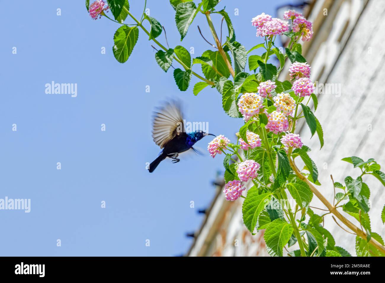 Small blue bird, colibri or hummingbird flying to the flowering plant ...