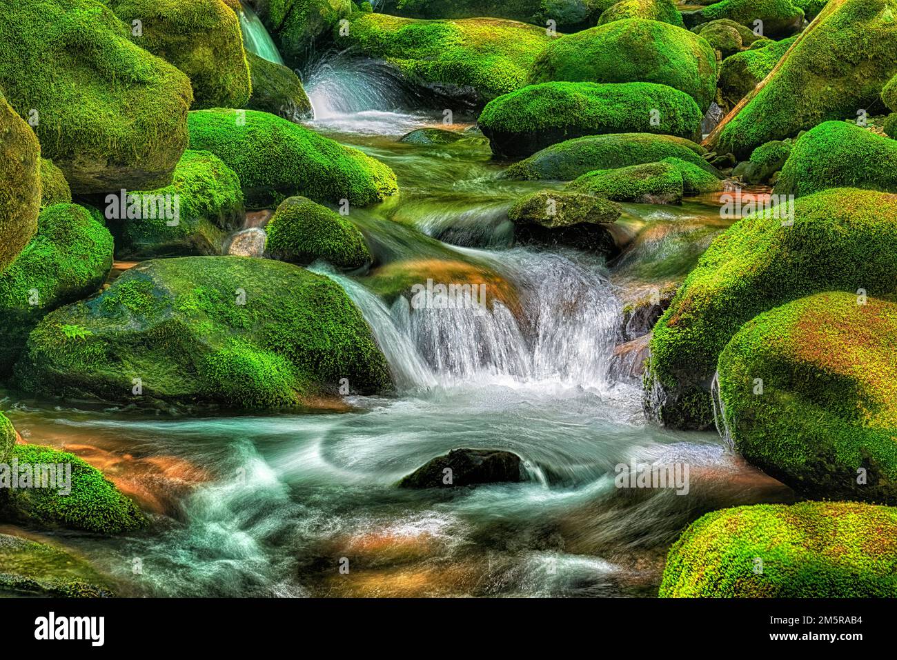 A mountain stream bubbles and flows through a maze of moss-covered ...