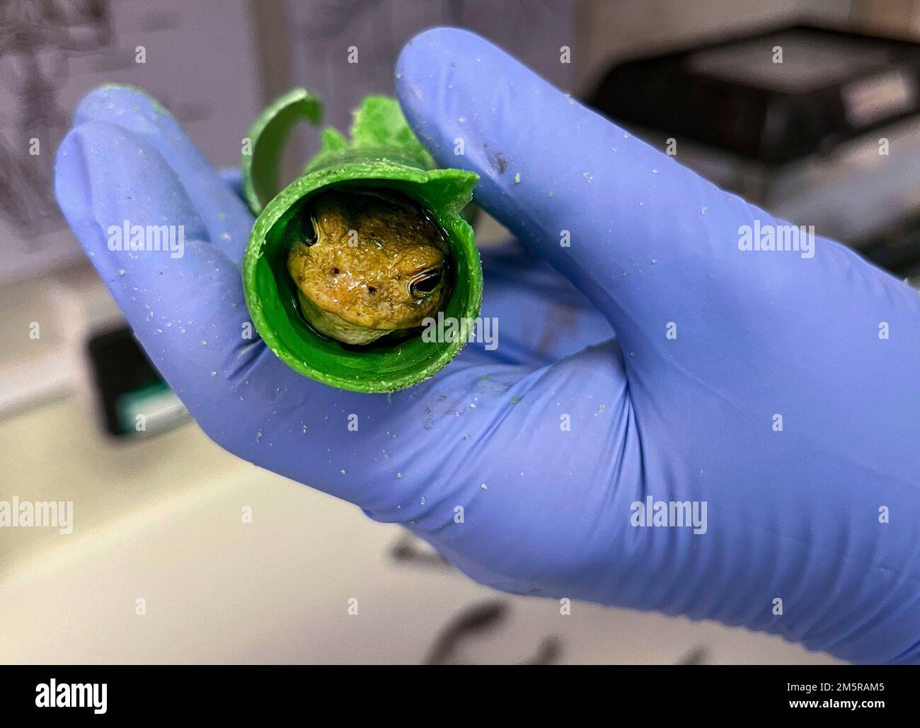 Toad stuff in a watering can treated by dedicated staff at Tiggywinkles ...