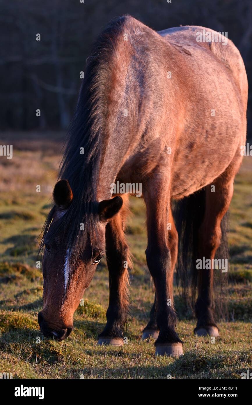 A vertical closeup shot of a brown horse grazing on a grass field in a ...