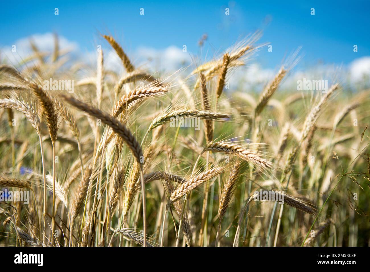 Closeup of rye ears on a field Stock Photo - Alamy