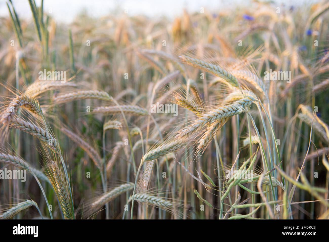 Closeup of rye ears on a field Stock Photo - Alamy