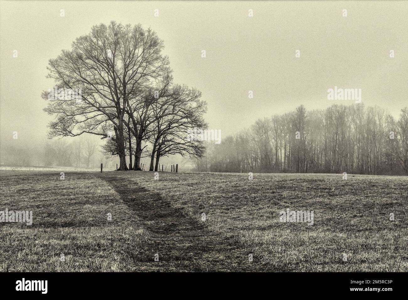 There is a cluster of trees fairly far off from the main road through ...