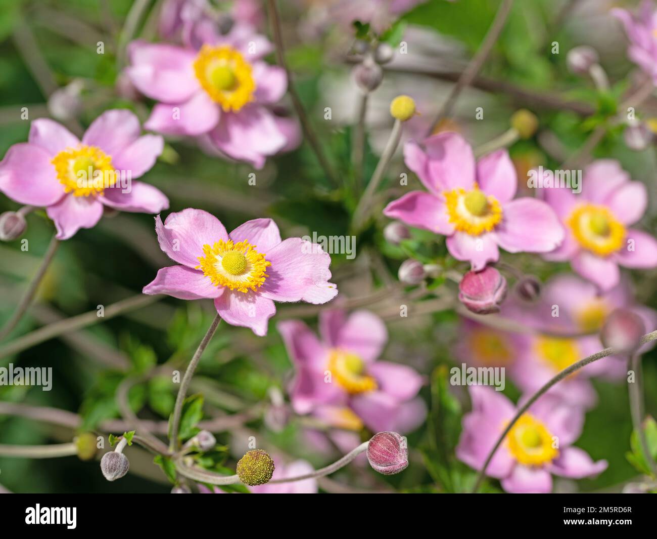 Blooming autumn anemone, Anemone hupehensis Stock Photo - Alamy