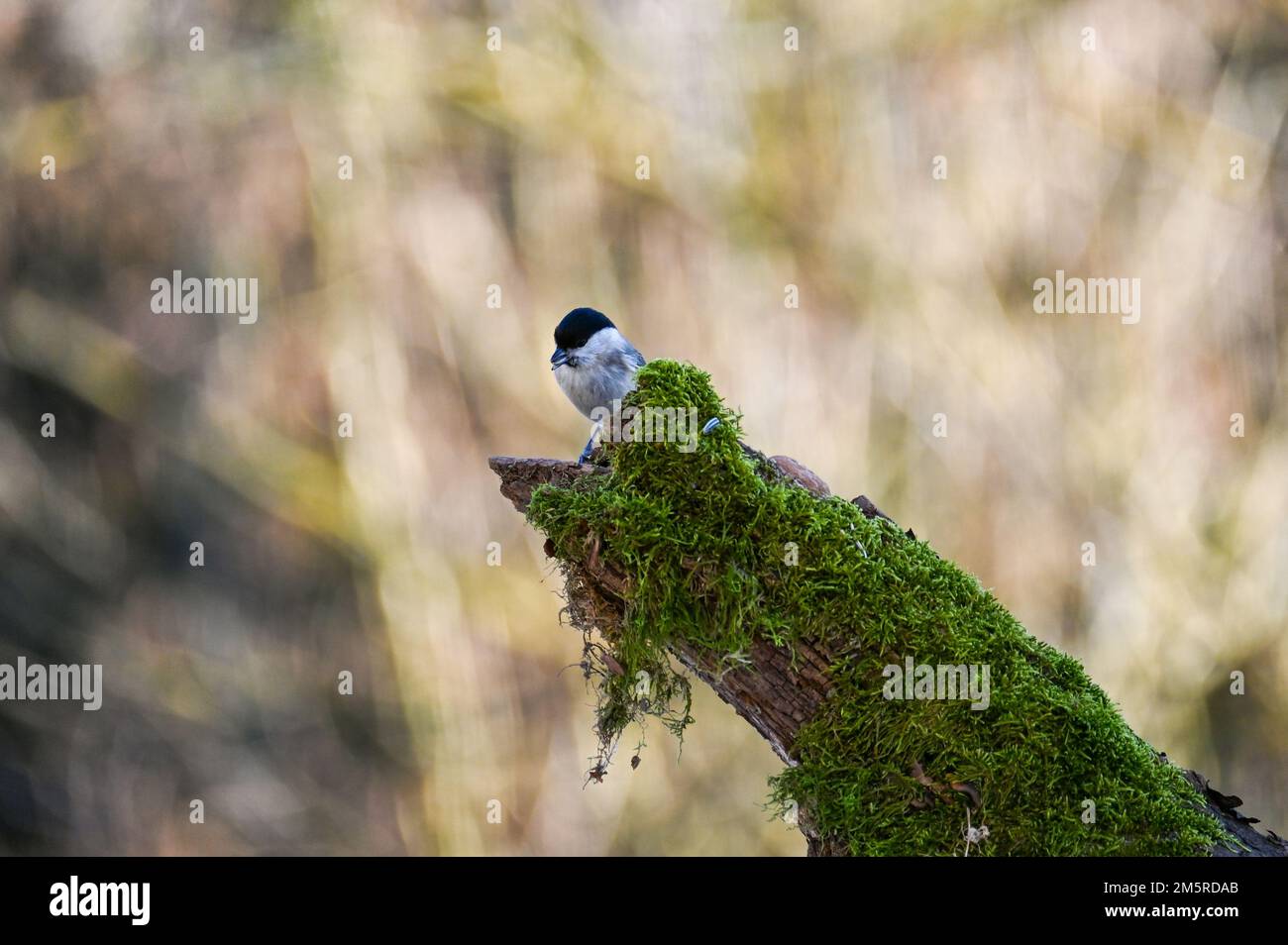 A Marsh Tit ( Poecile palustris ) on a log with green moss in nature ...