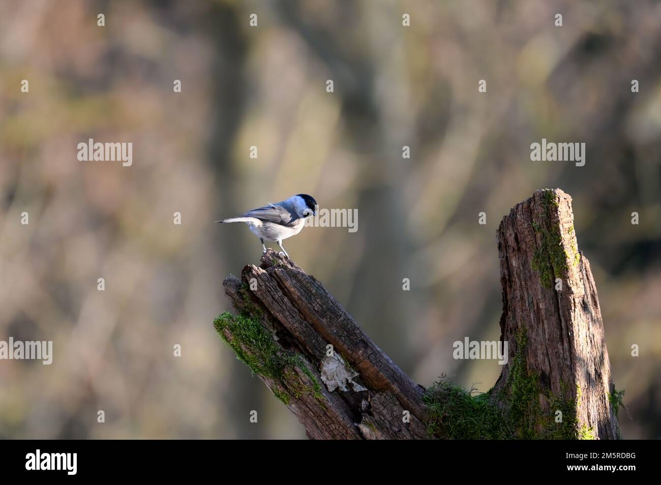 A Marsh Tit ( Poecile palustris ) on a log with green moss in nature ...