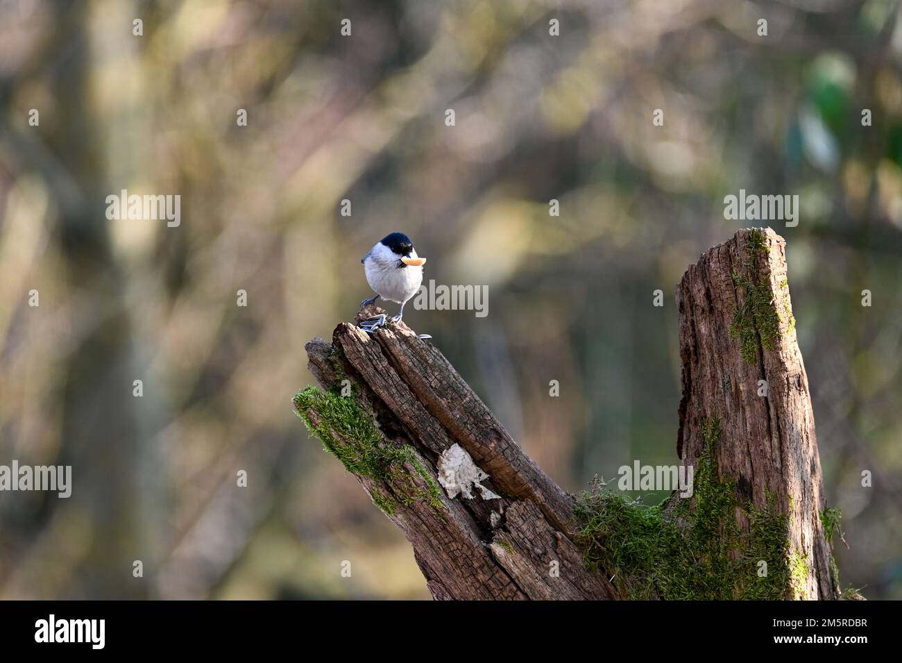 A Marsh Tit ( Poecile palustris ) on a log with green moss in nature ...