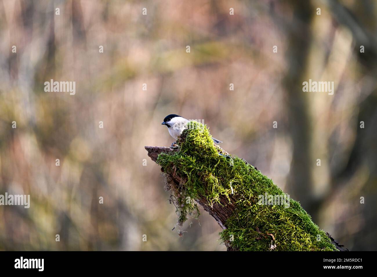 A Marsh Tit ( Poecile palustris ) on a log with green moss in nature ...