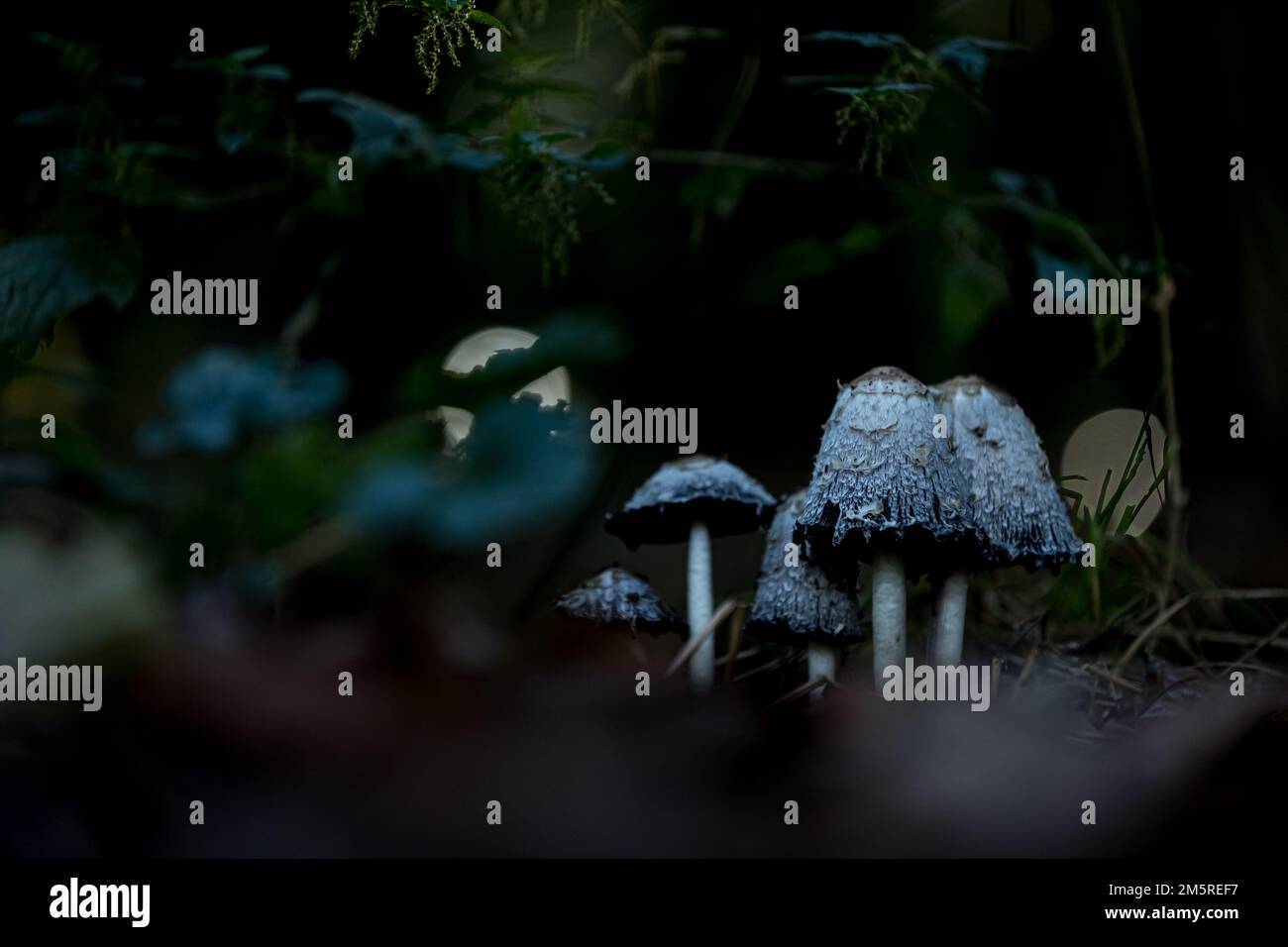 A macro shot of small shrooms (Psilocybe cubensis) in a forest with ...