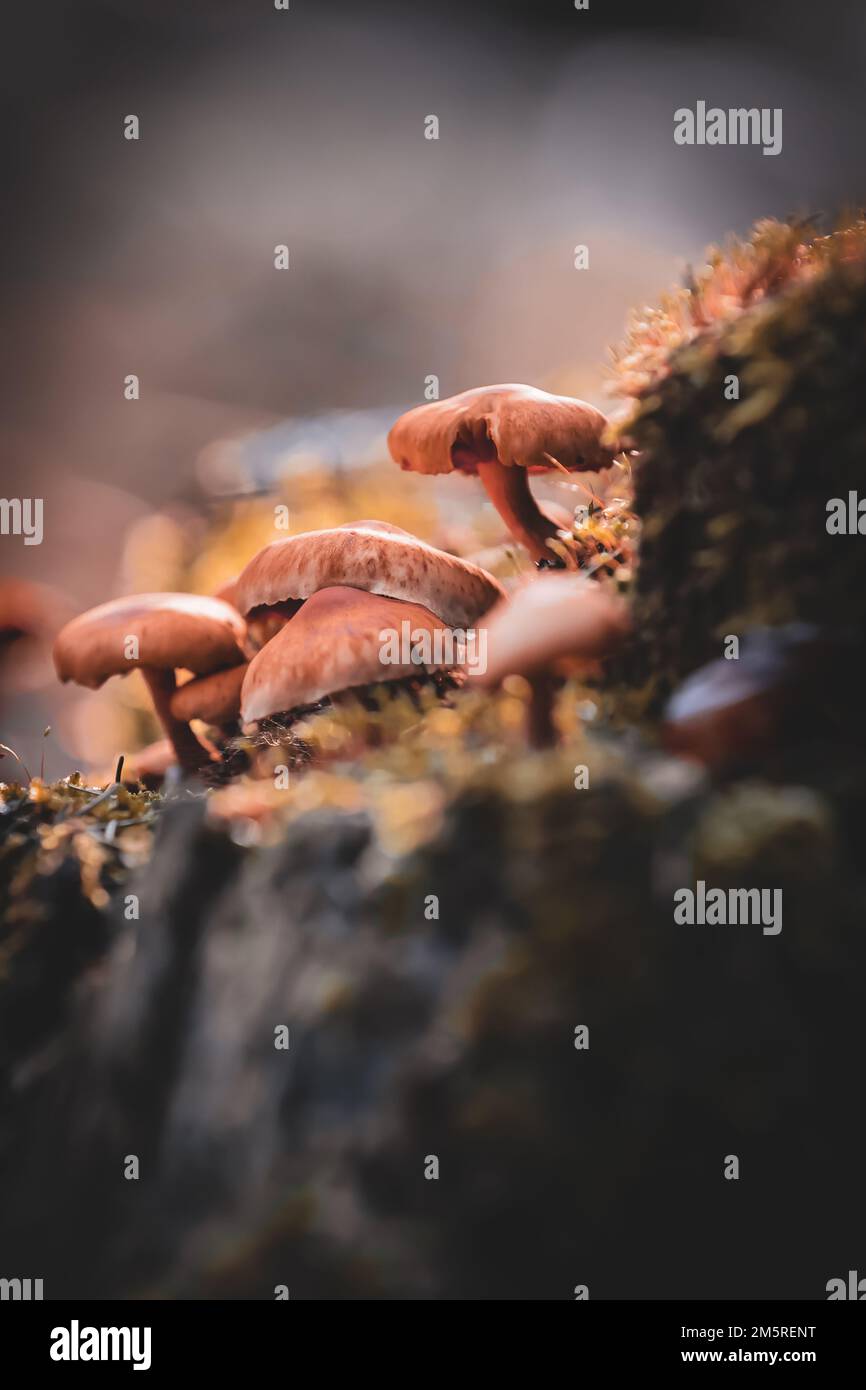 A vertical macro shot of bleeding hairy helmets (Mycena haematopus) in ...