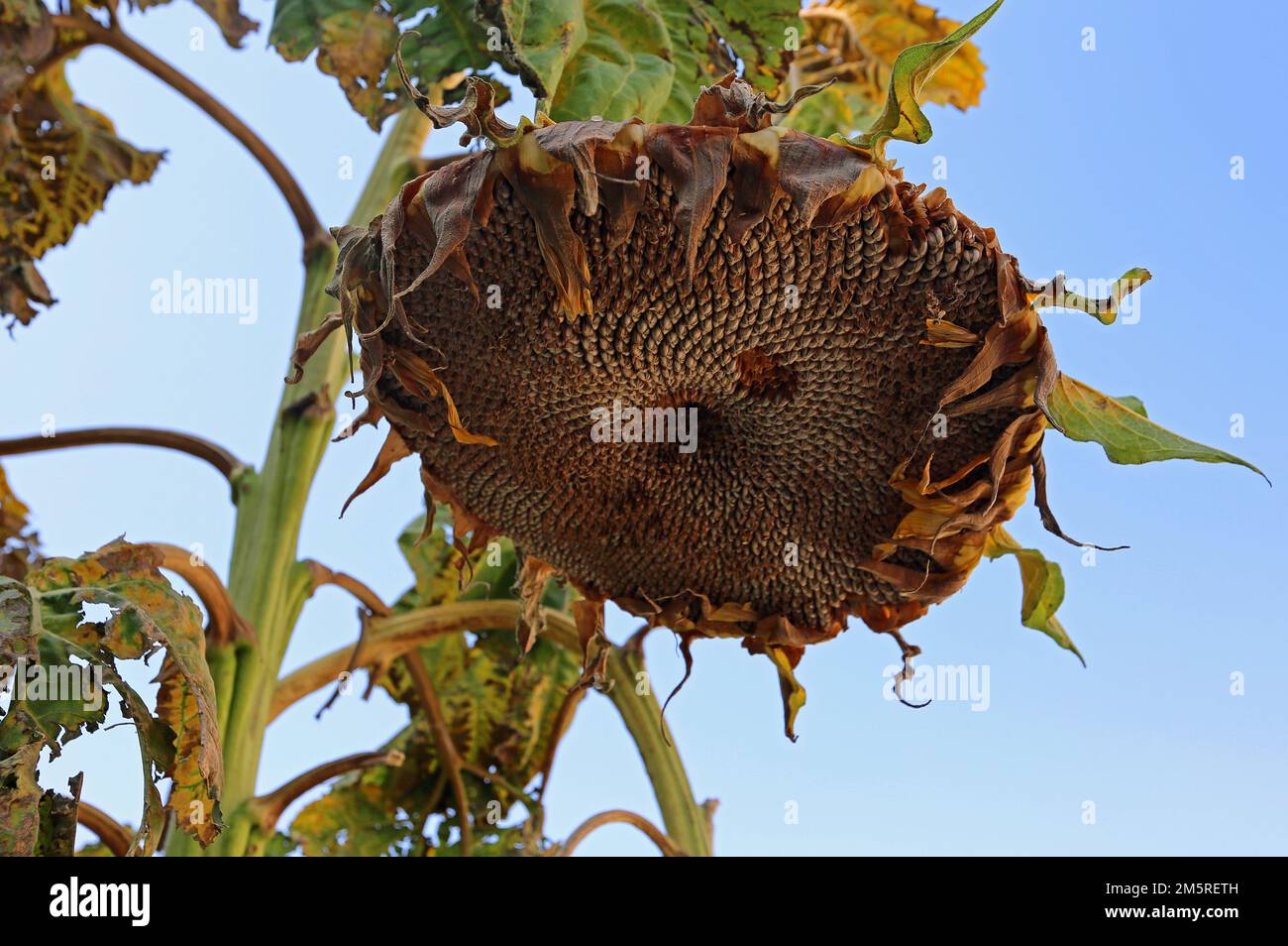 Ripe sunflower hi-res stock photography and images - Alamy