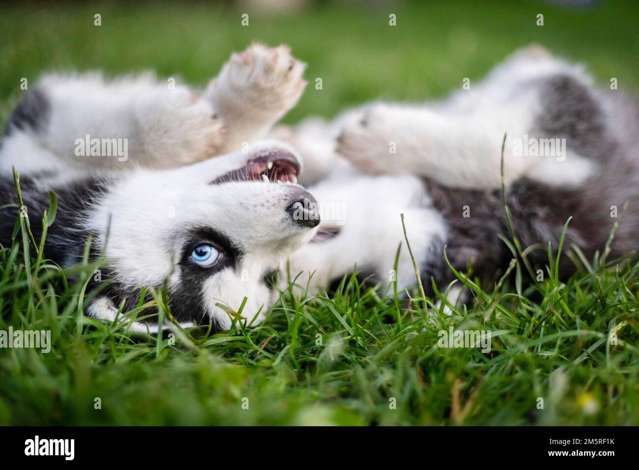 Adorable husky puppies playing in the garden. Funny puppies play ...