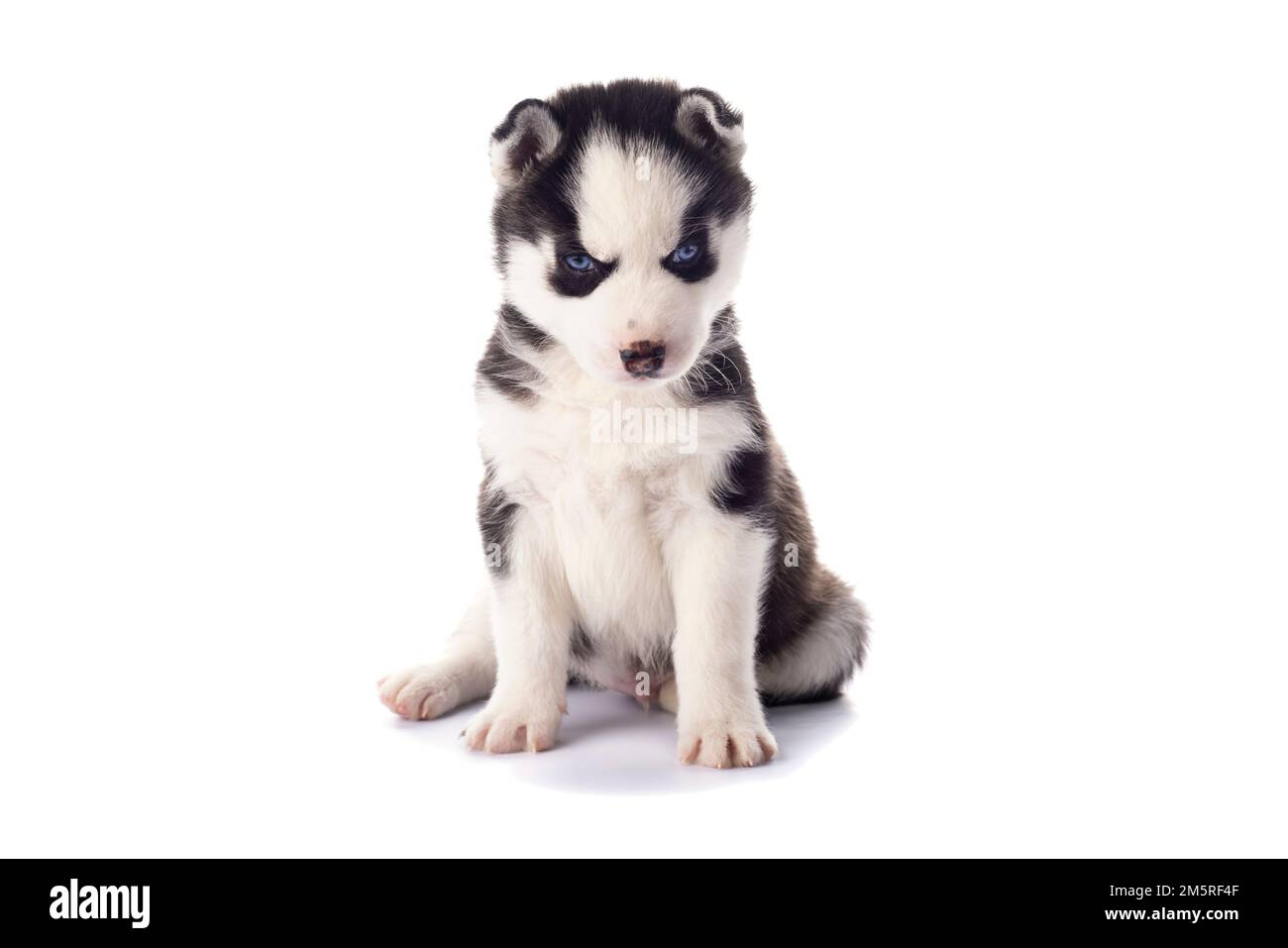 Purebred Siberian Husky puppy with blue eyes isolated on white ...