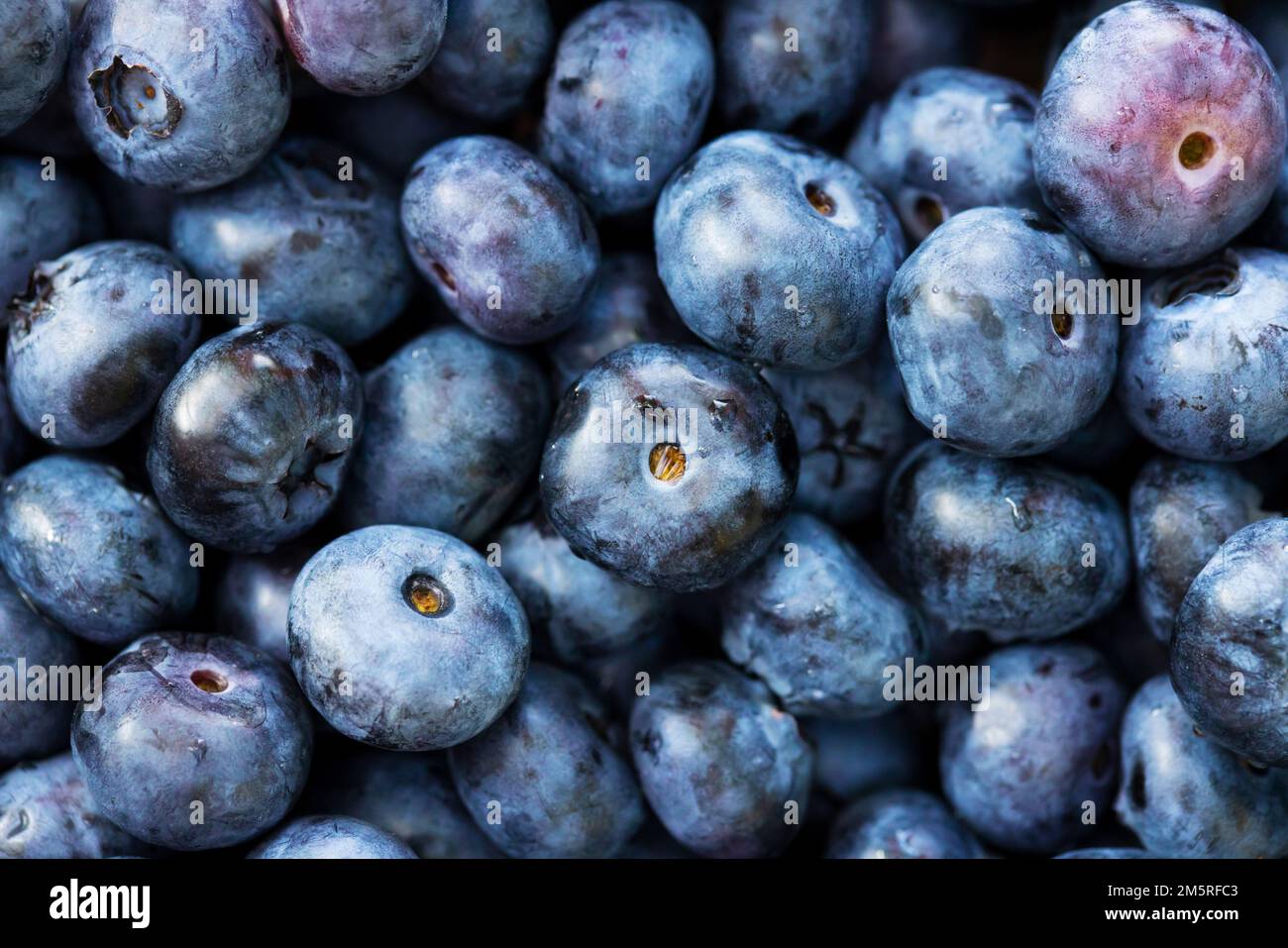 Organic freshly picked blueberry hi-res stock photography and images ...