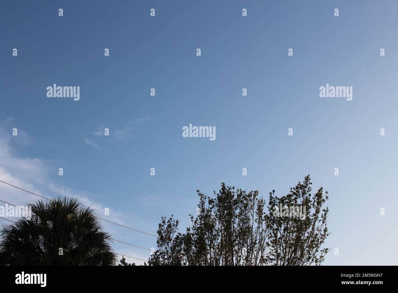 Blue sky day and trees wallpaper Stock Photo - Alamy