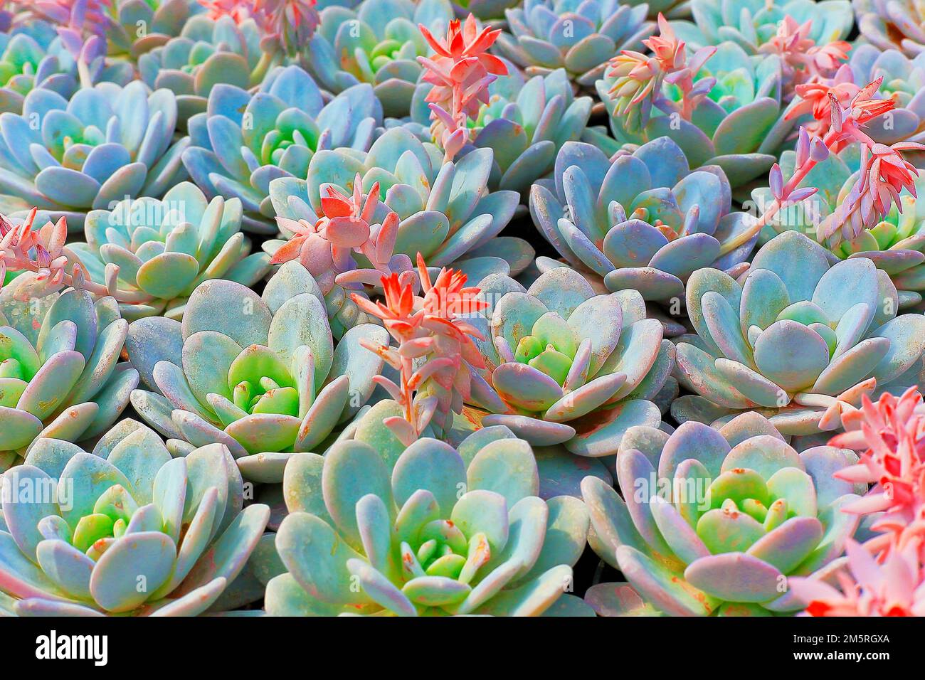 Cactus Succulent natural pattern, garden at desert landscape Stock Photo - Alamy