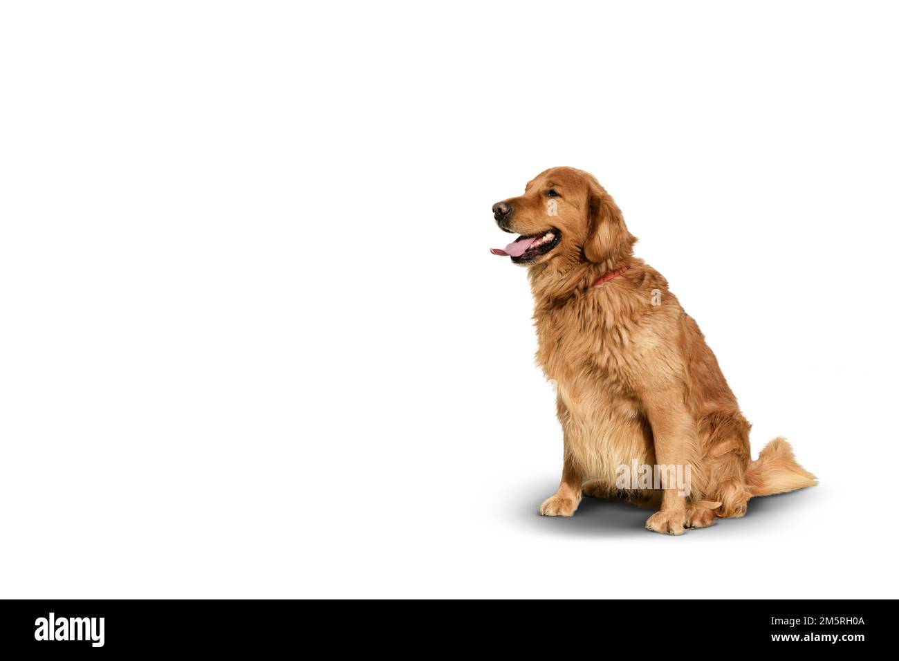 Happy dog on field Cut Out Stock Images & Pictures - Alamy