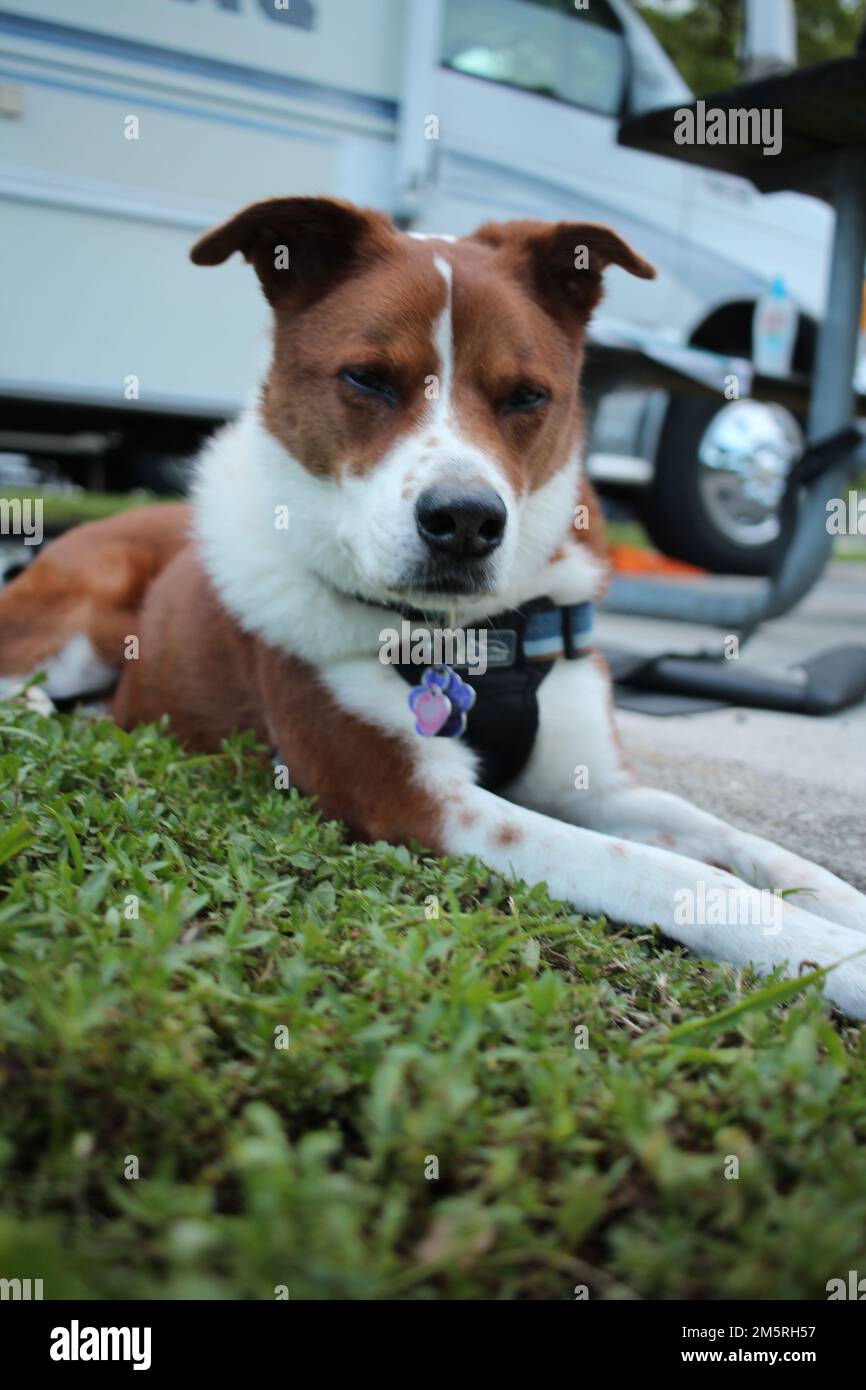Sunlight shining through window down on dogs fur Stock Photo - Alamy