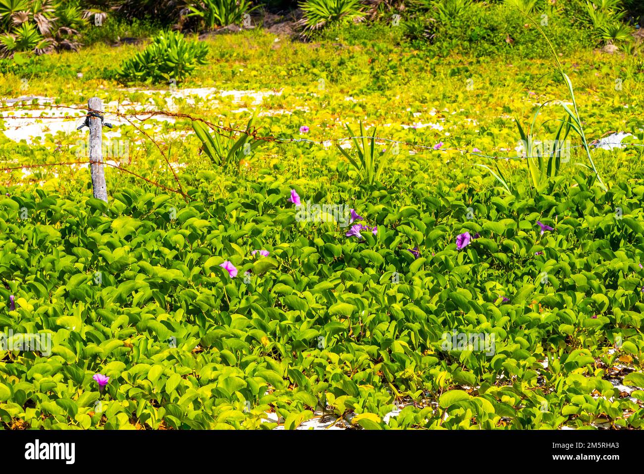 Beautiful pink violet purple morning glory or Goat's foot Ipomoea pes ...
