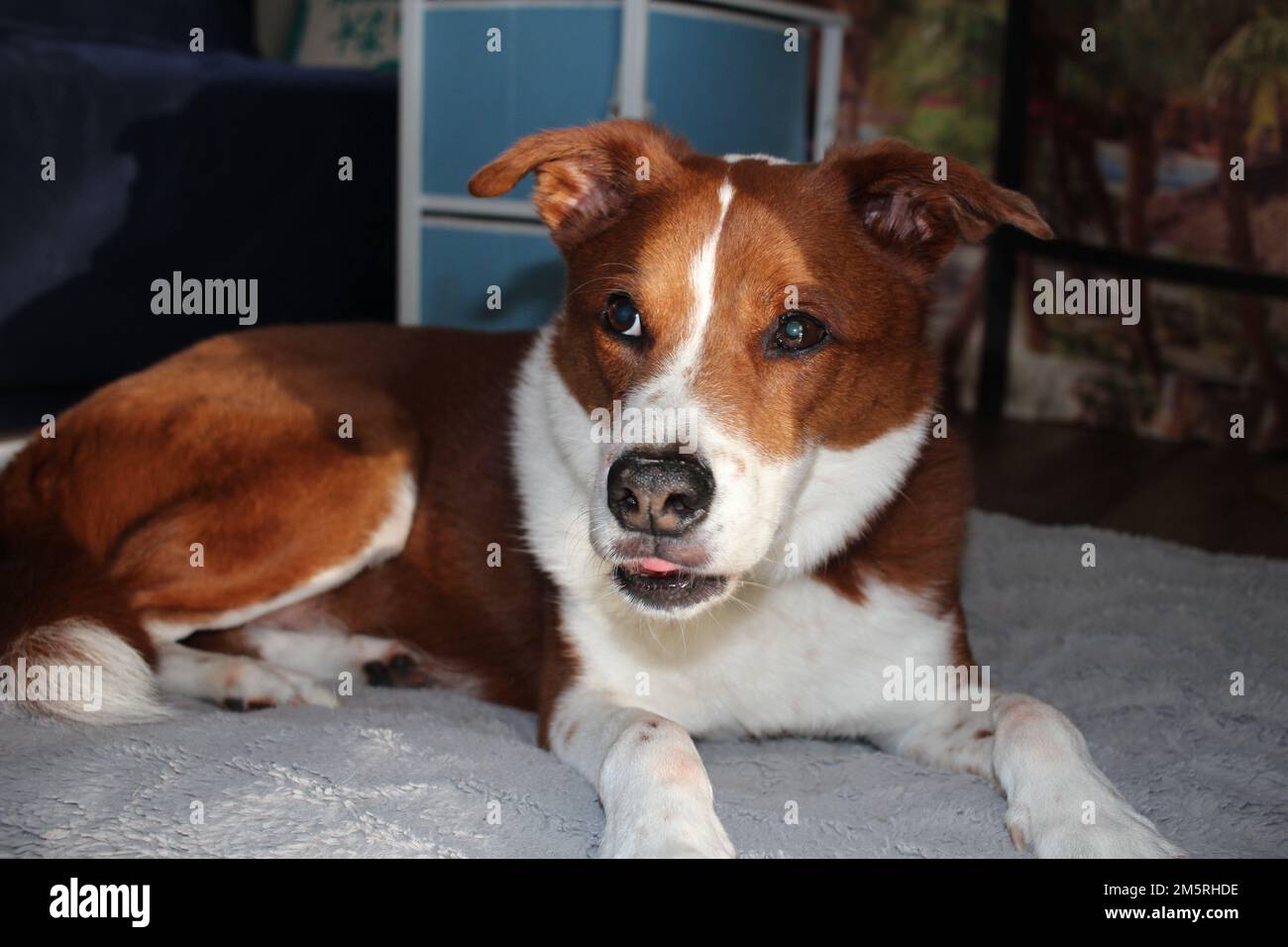 Sunlight shining through window down on dogs fur Stock Photo - Alamy