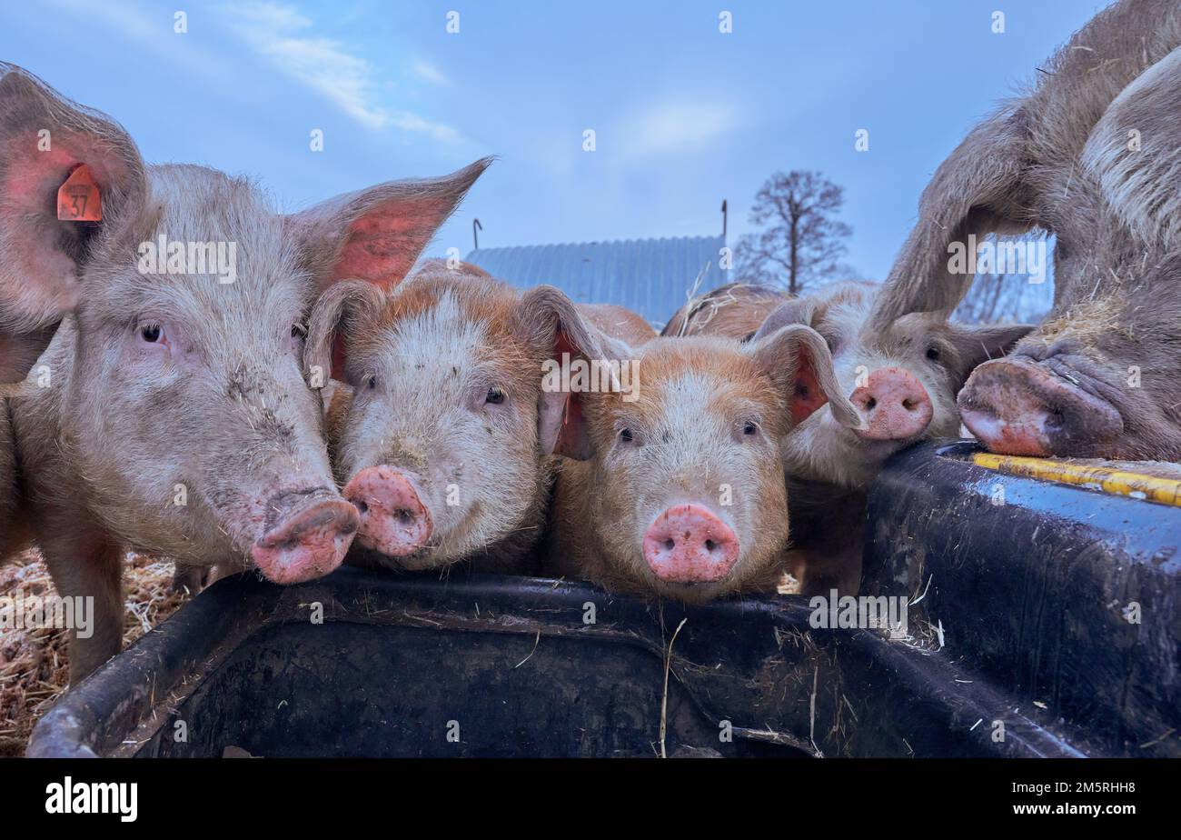 Free range pigs in snow Stock Photo - Alamy