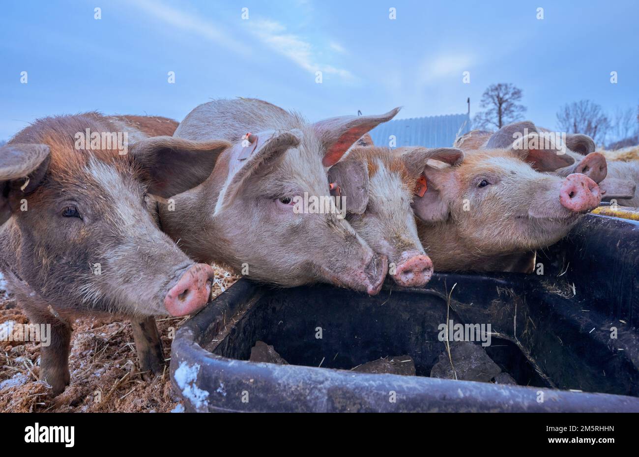 Free range pigs in snow Stock Photo - Alamy
