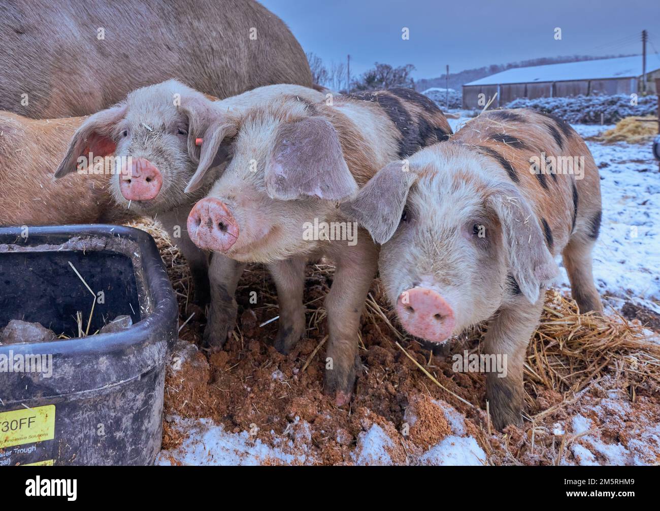 Free range pigs in snow Stock Photo - Alamy