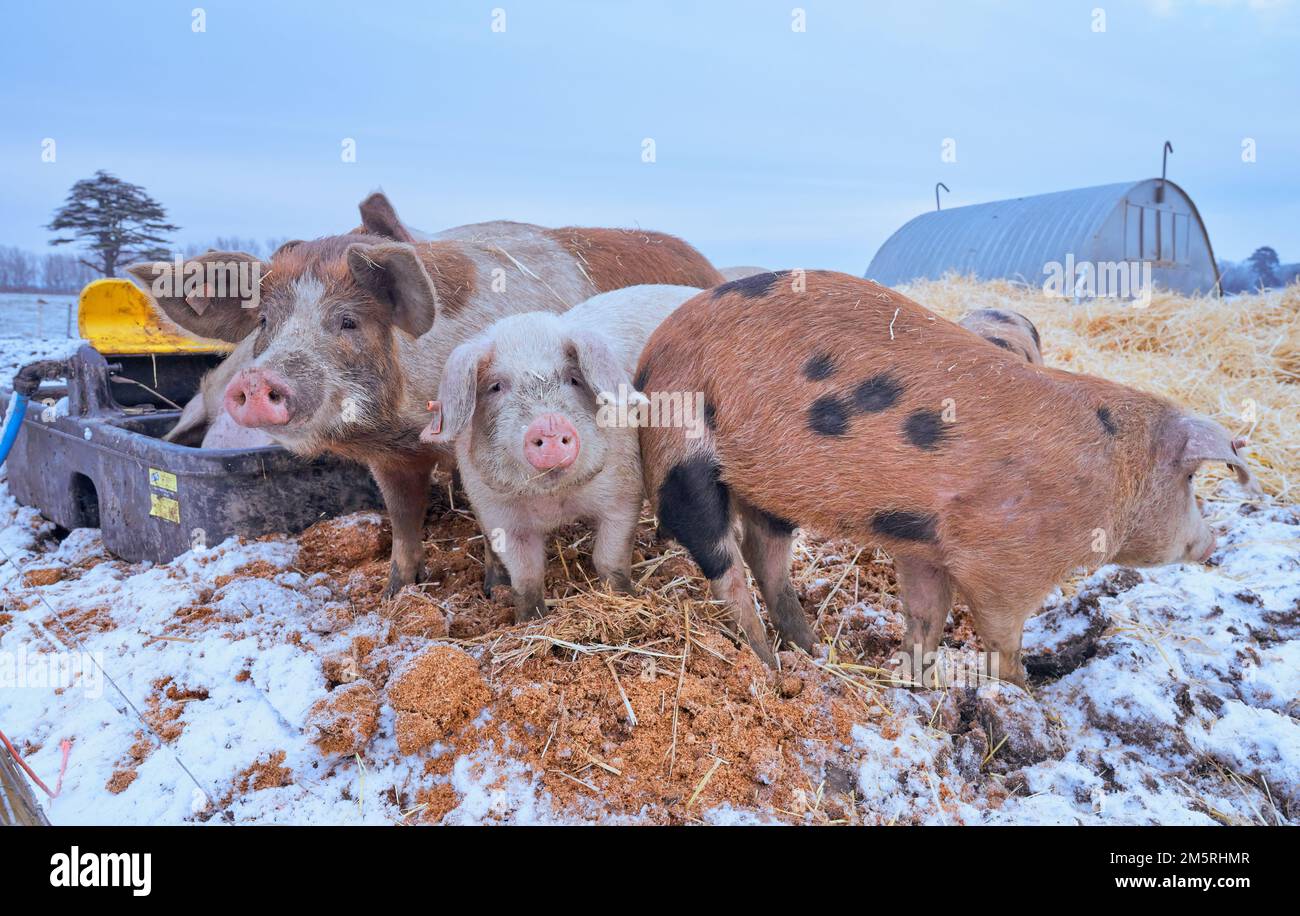 Free range pigs in snow Stock Photo - Alamy