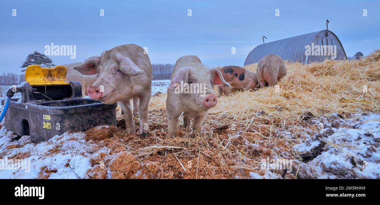 Free range pigs in snow Stock Photo - Alamy