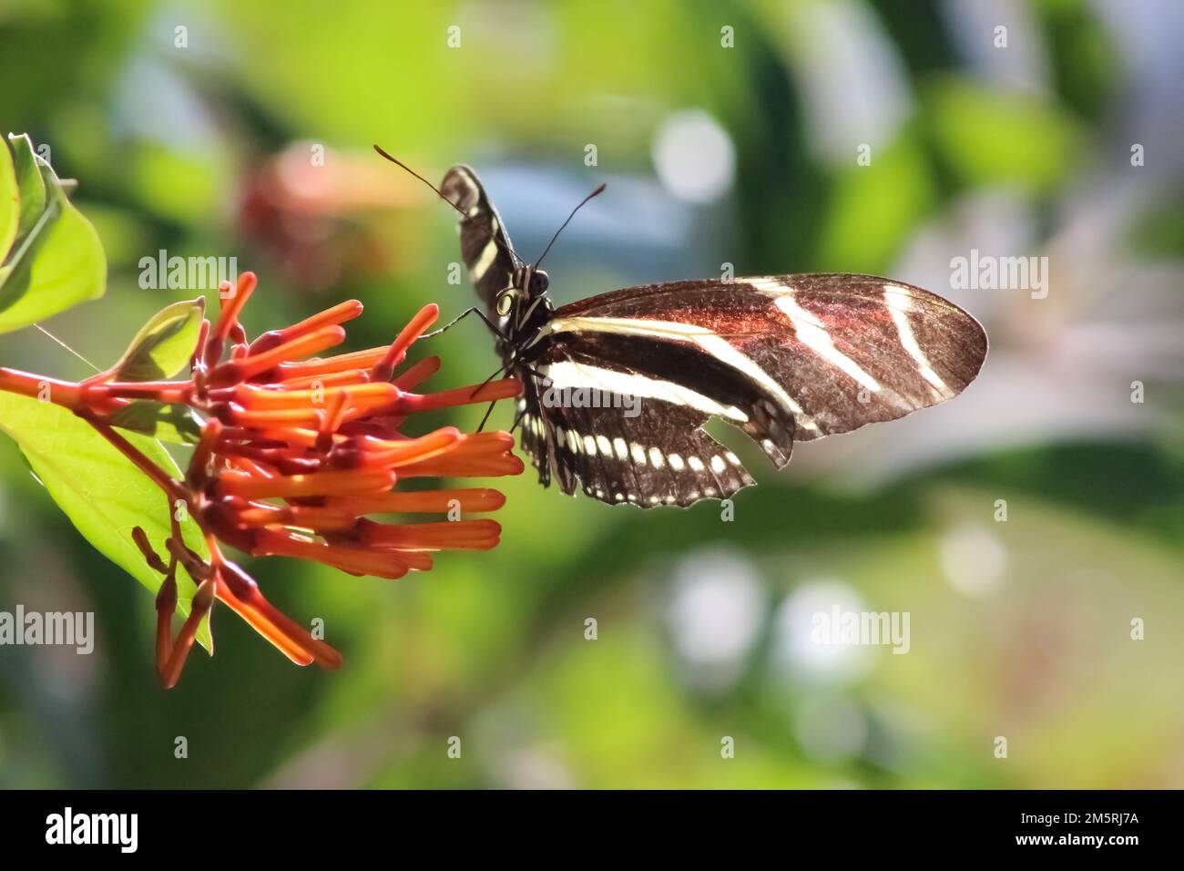 Damaged butterfly on a firebush with a water droplet Stock Photo - Alamy