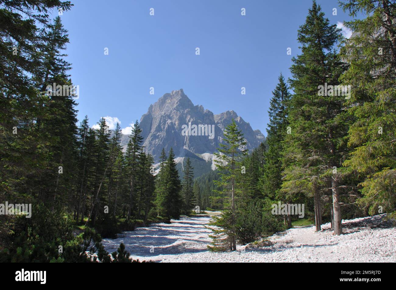 A mesmerizing shot of montane forest with pine trees, with rugged and ...