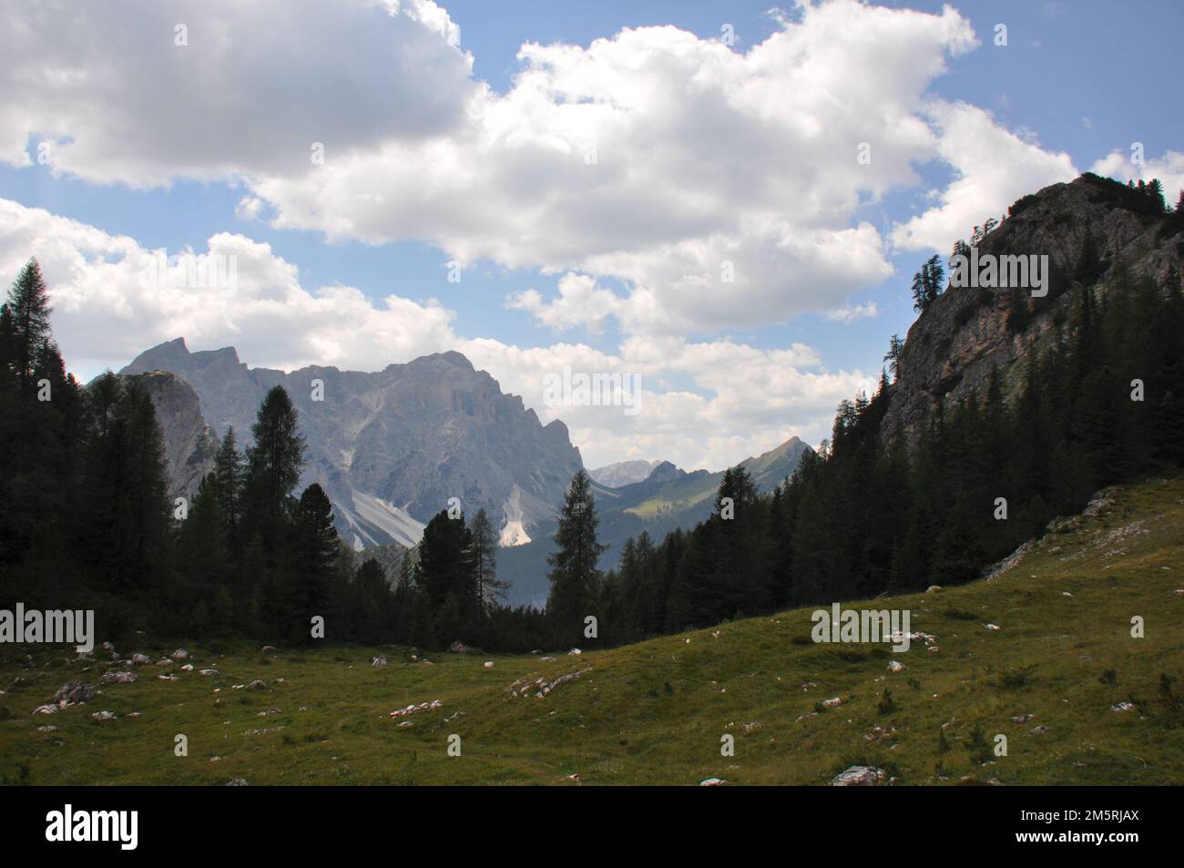 A mesmerizing shot of montane forest with pine trees, with rugged and ...