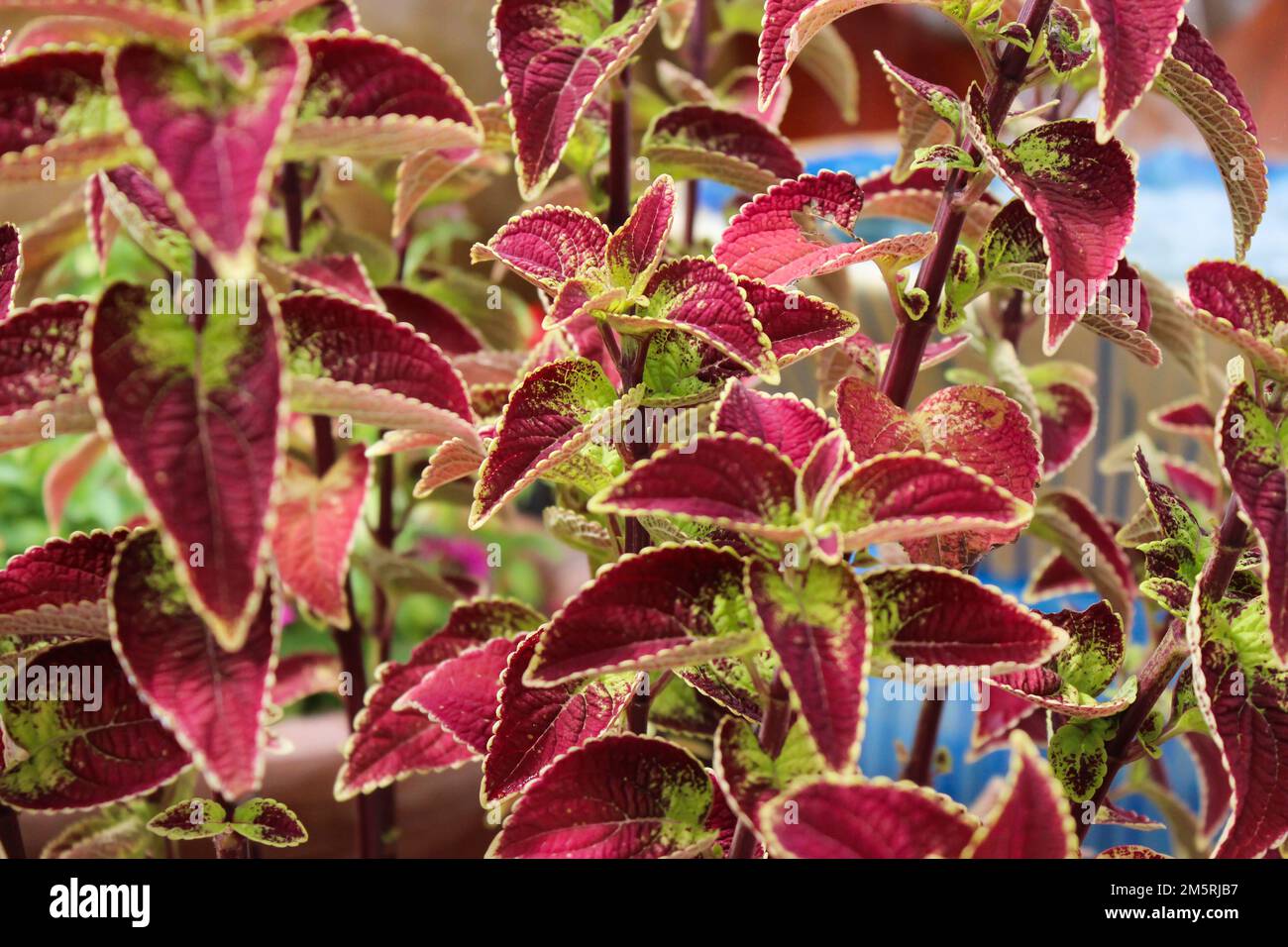 Solar Sunrise Coleus soaking up sun Stock Photo - Alamy