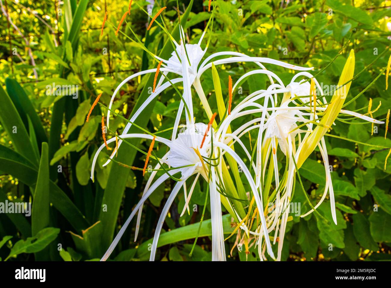Hymenocallis caribaea caribbean spider-lily unique style white flower ...