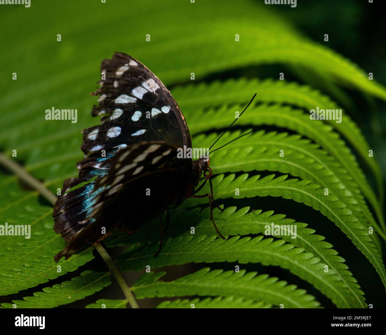 White spots wings hi-res stock photography and images - Alamy