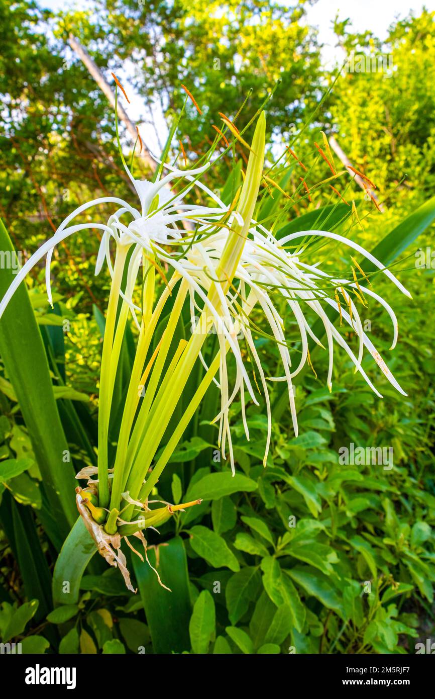 Hymenocallis caribaea caribbean spider-lily unique style white flower ...