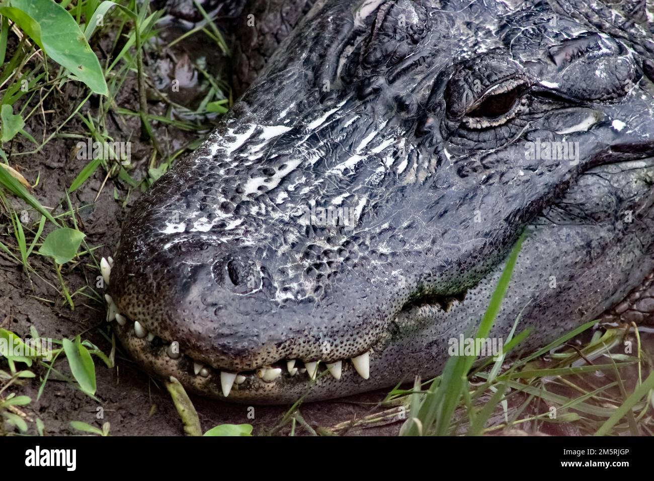 Angry alligator hi-res stock photography and images - Alamy