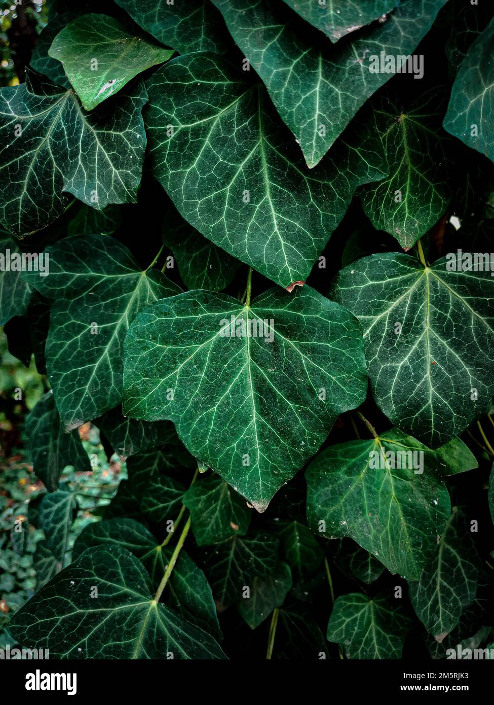 A vertical shot of vibrant green leaves of common ivy (Hedera helix ...