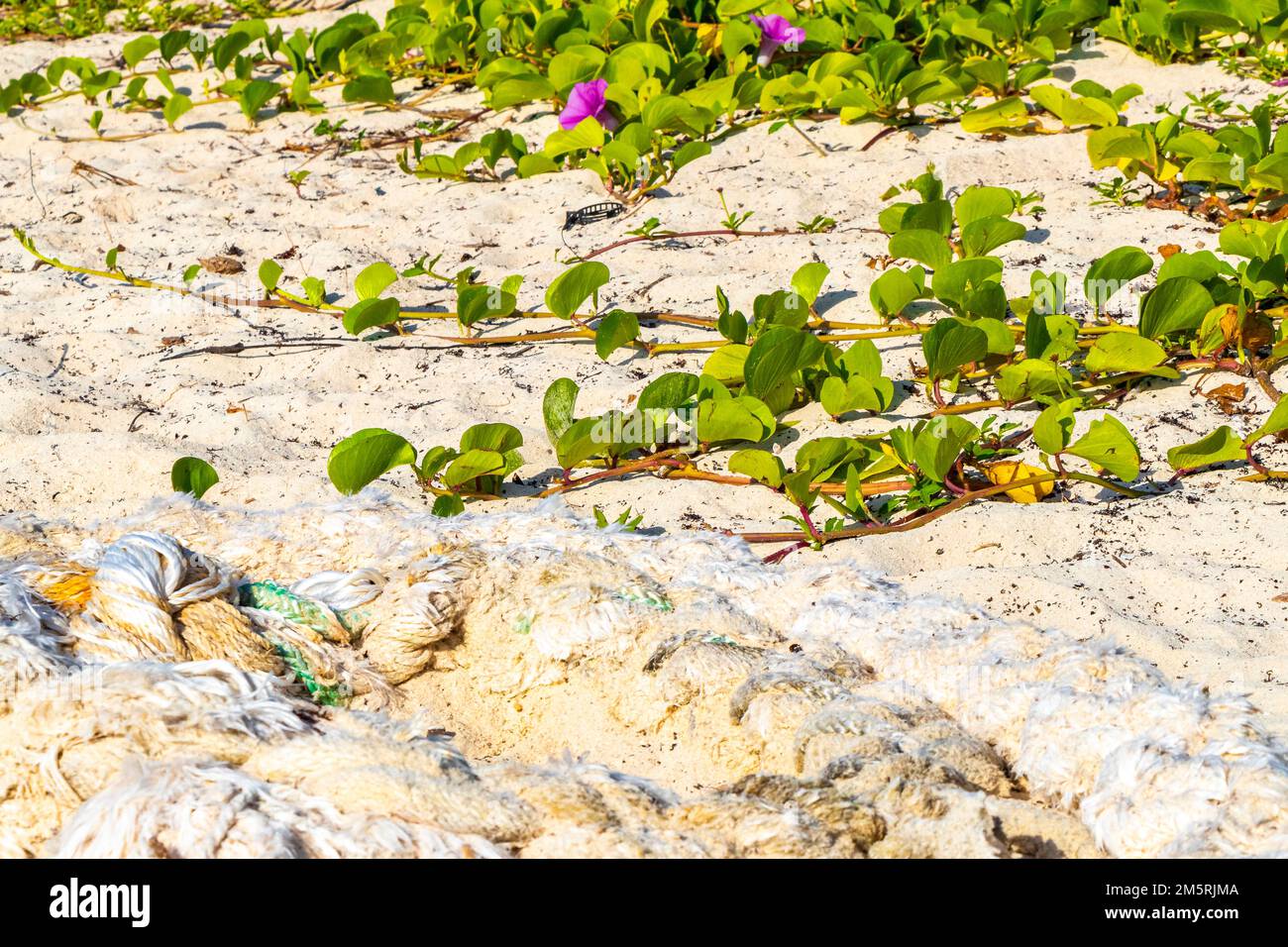 Beautiful pink violet purple morning glory or Goat's foot Ipomoea pes ...