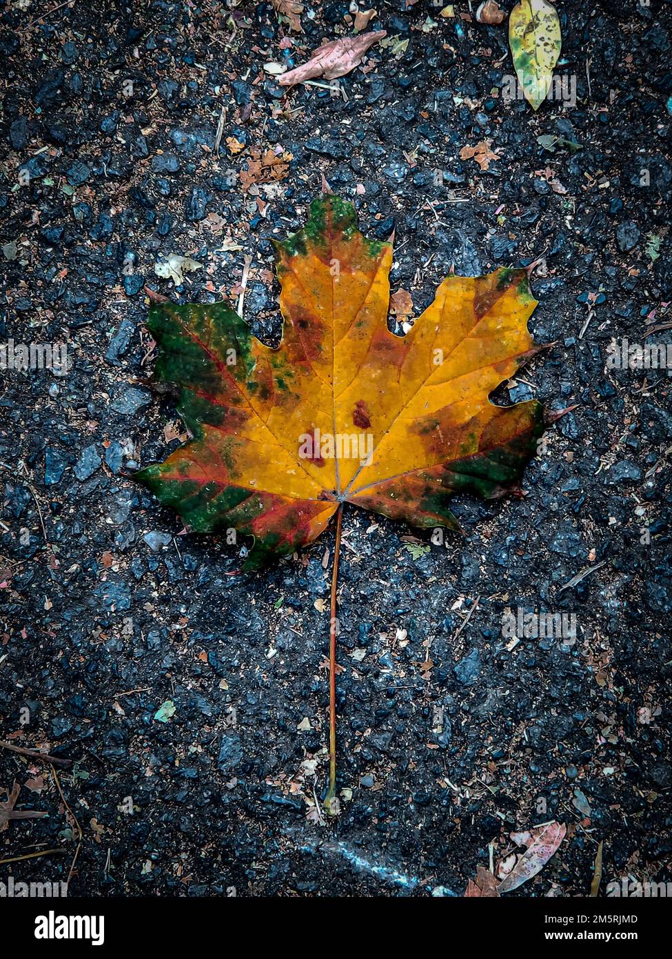 A vertical shot of an autumn leaf on the ground Stock Photo - Alamy