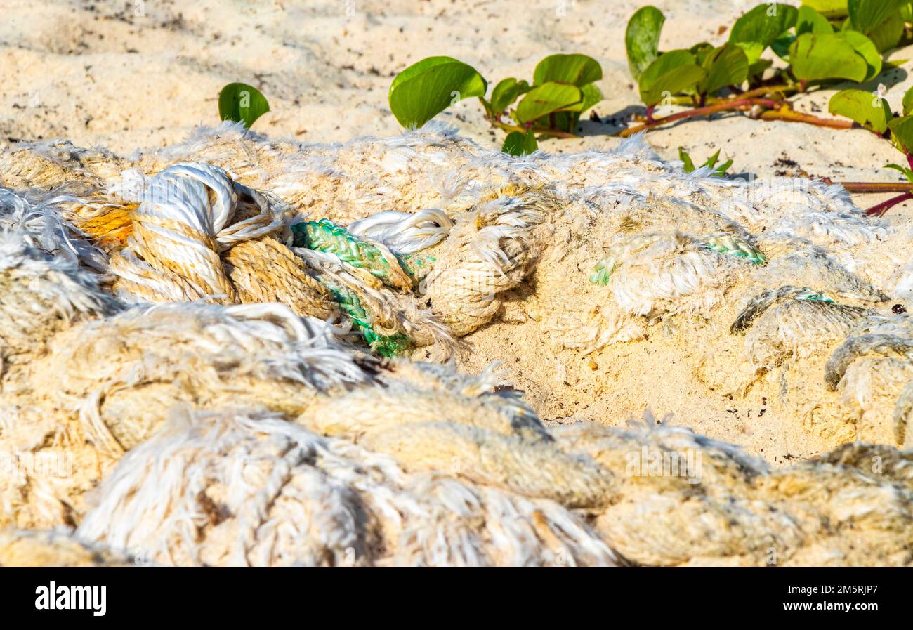Beautiful pink violet purple morning glory or Goat's foot Ipomoea pes ...