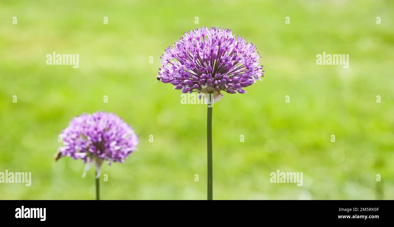 Giant violet Allium Giganteum flowers Stock Photo - Alamy