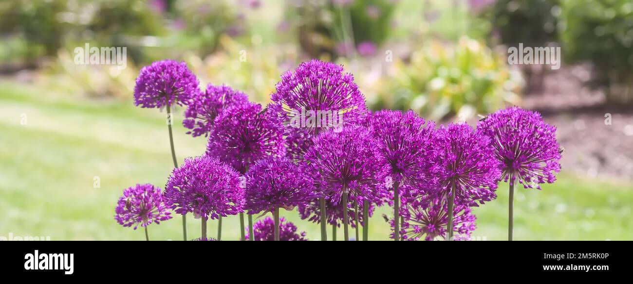 Giant violet Allium Giganteum flowers Stock Photo - Alamy